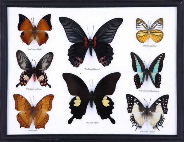 Avoiding Technology Tarpits: Ontology and Taxonomy